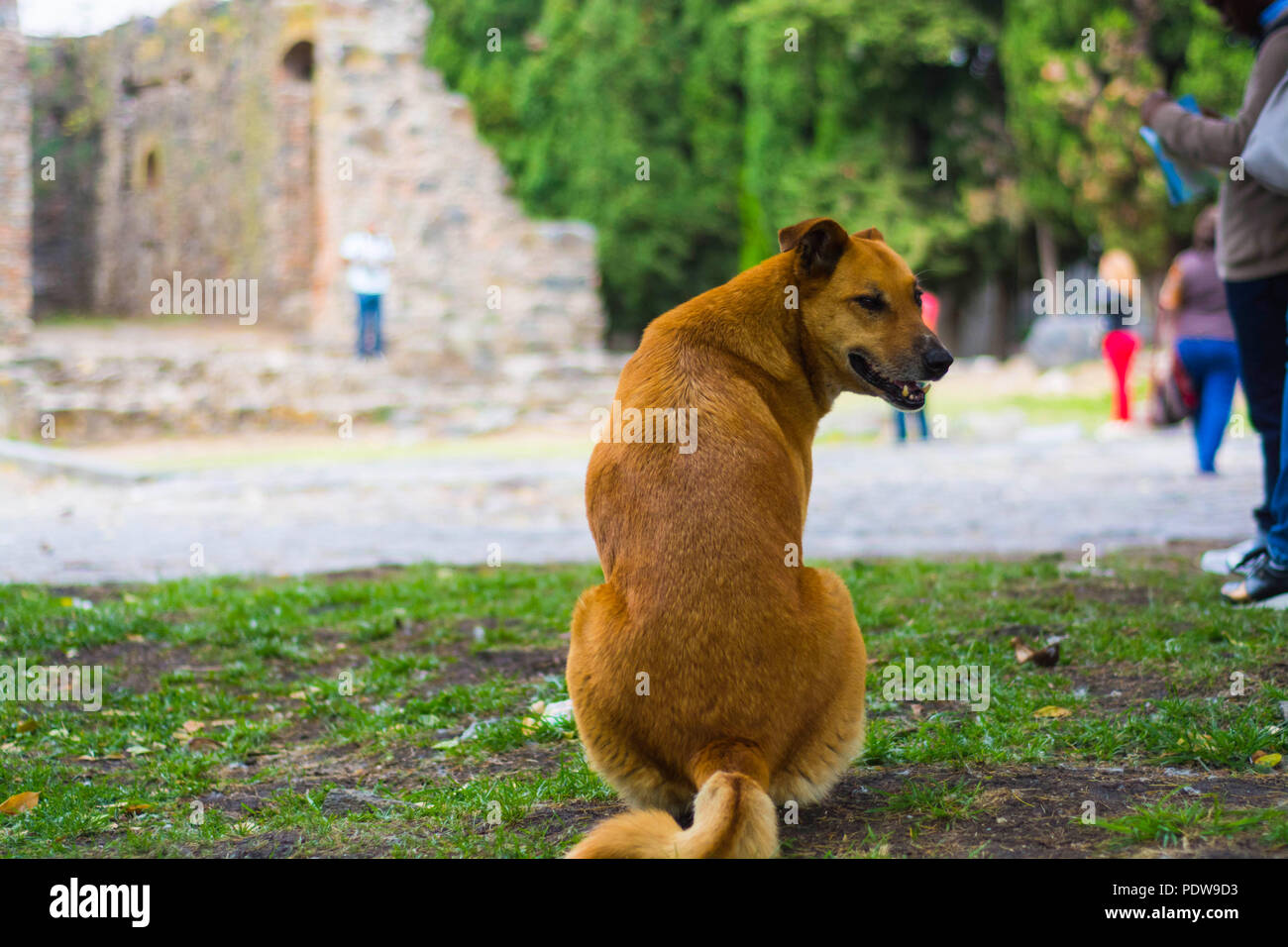 Tourists looking around hi-res stock photography and images - Alamy