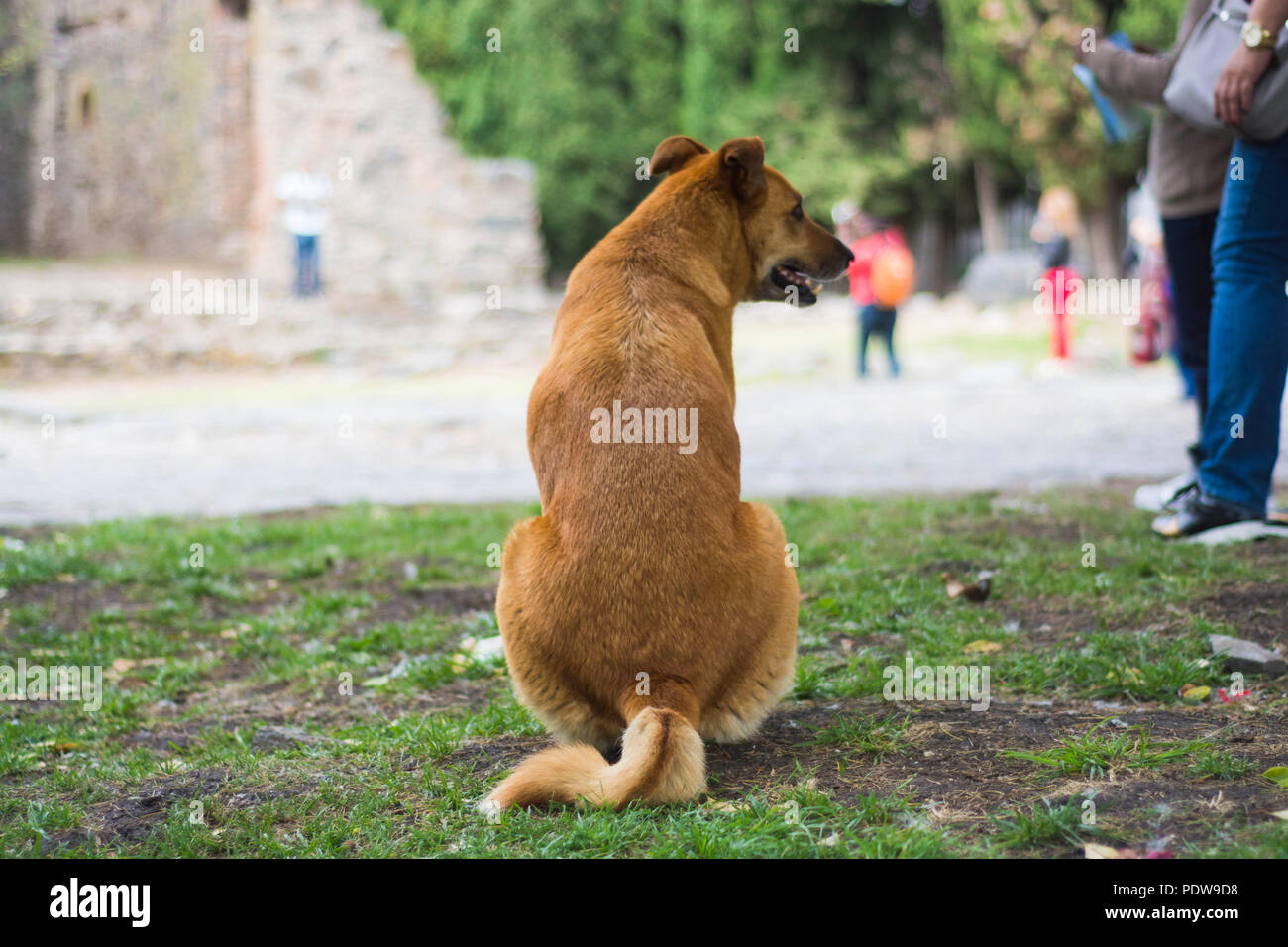 Friendly yellow stray dog sitting around tourists Stock Photo - Alamy