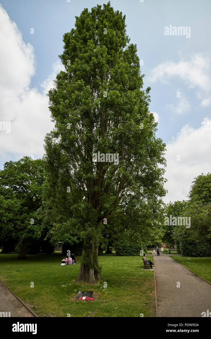 The normandy tree in Grosvenor park chester cheshire england uk Stock ...