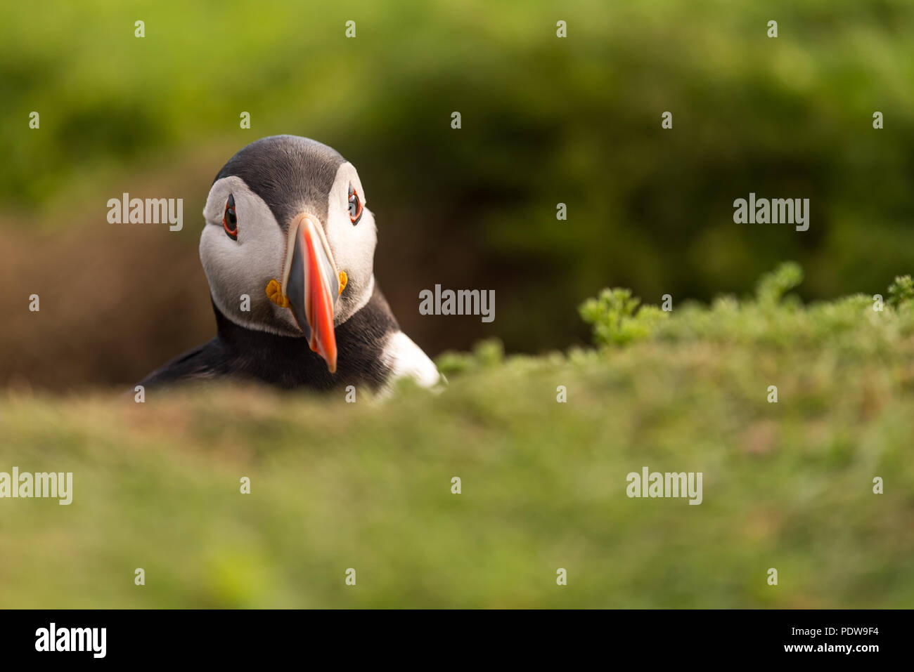 Burrow head hi-res stock photography and images - Alamy