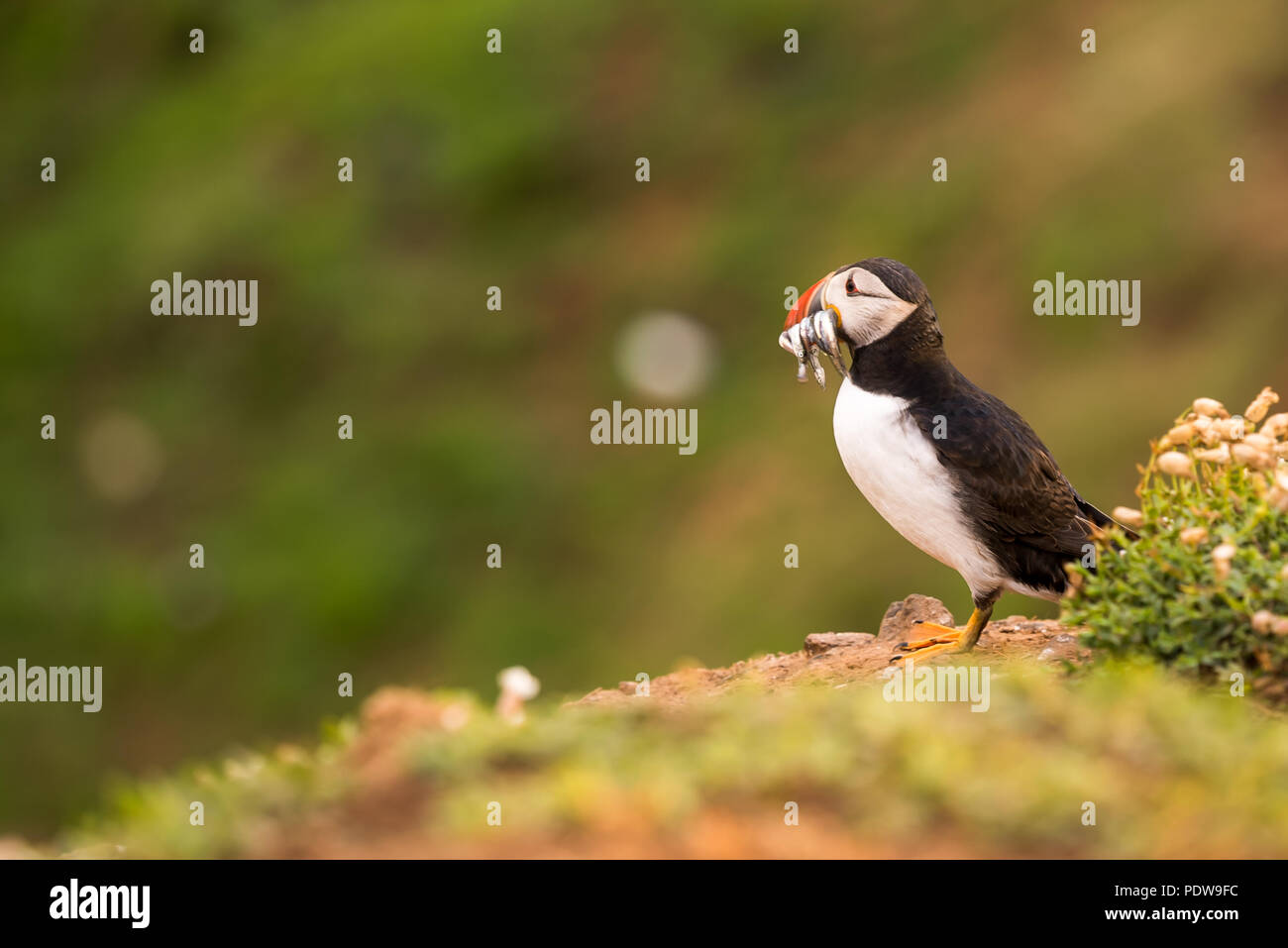 A puffin with fish in its mouth Stock Photo - Alamy