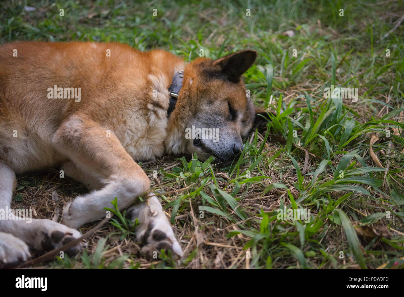 Old yellow dog sleeping in the grass peacefully Stock Photo - Alamy