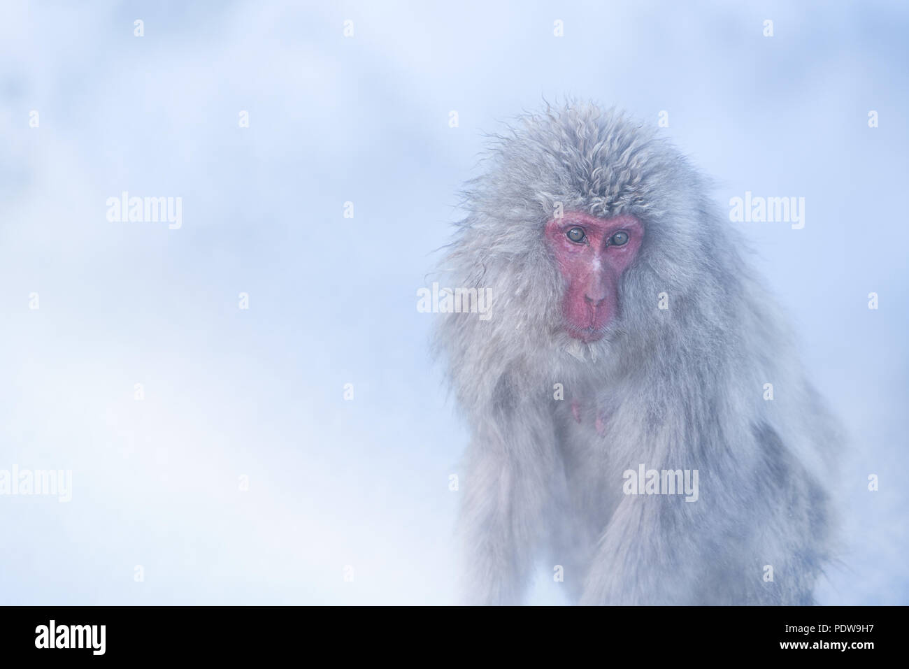 Monkeys bathing in water hi-res stock photography and images - Alamy