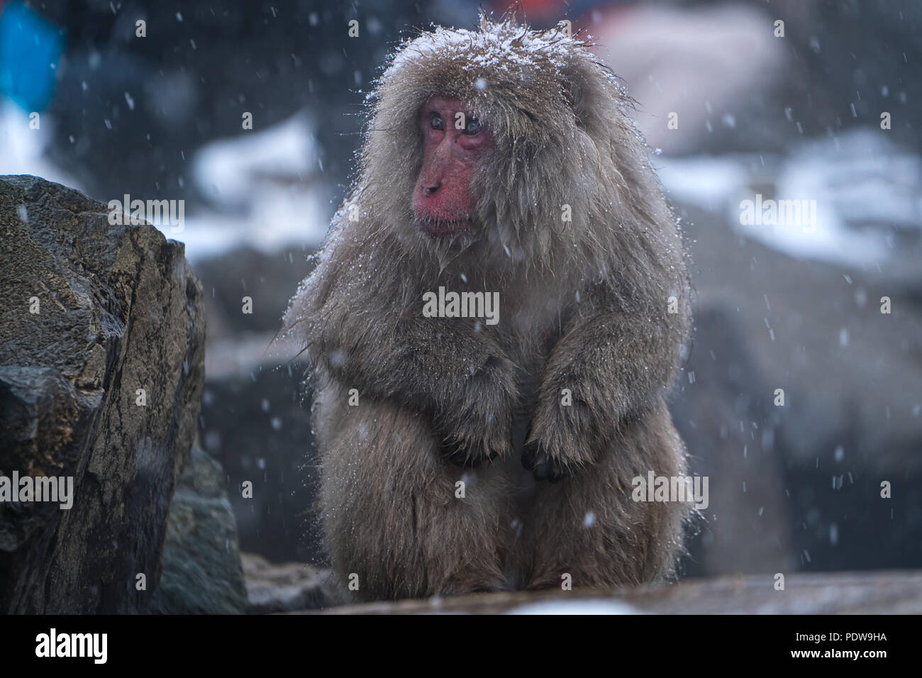 Snow monkey bathing in hot water spring in winter Stock Photo - Alamy