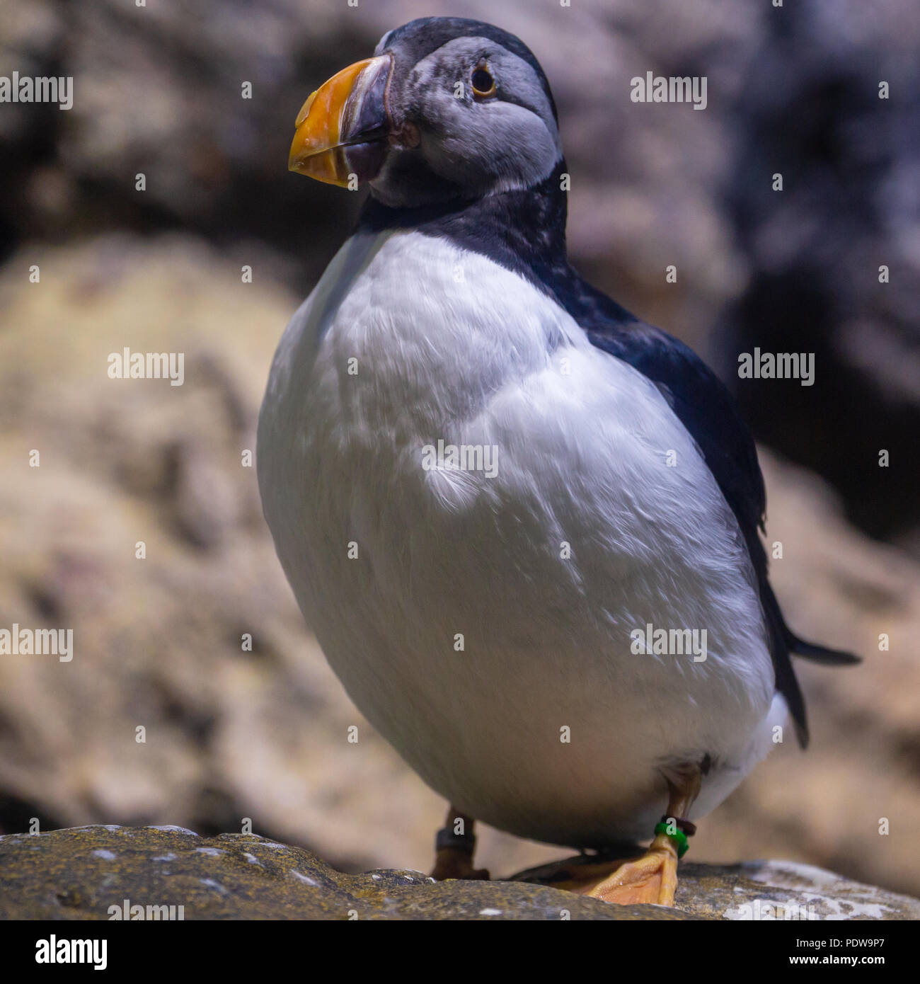 Sad puffin hi-res stock photography and images - Alamy