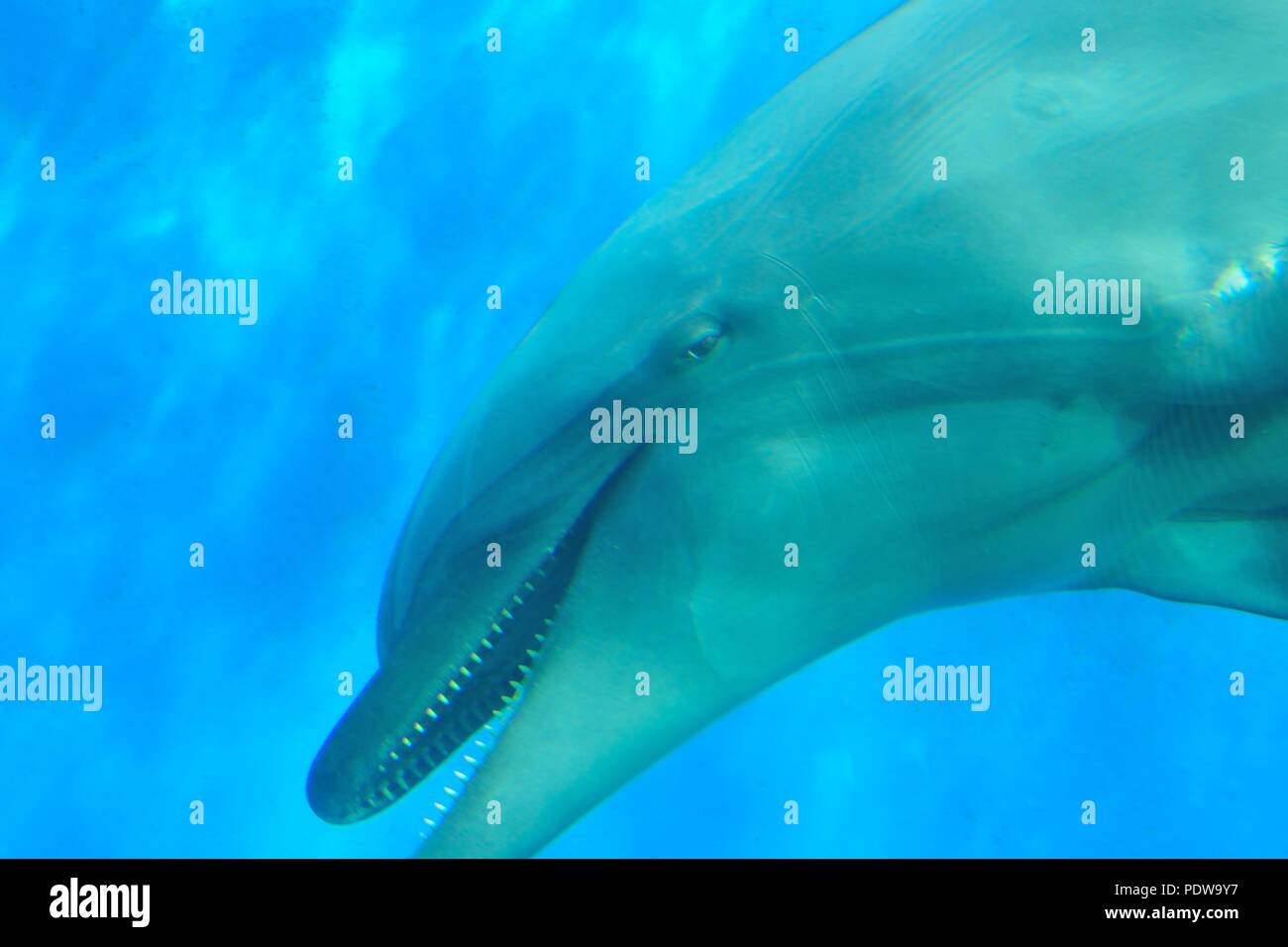 Dolphin swimming in deep blue sea waters Stock Photo - Alamy