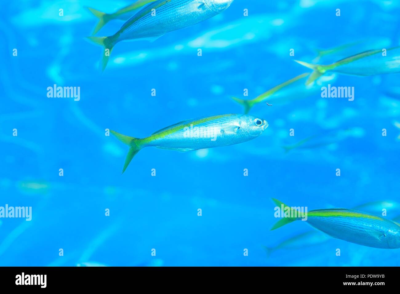 Nature background Fish swimming in deep sea blue waters Stock Photo - Alamy