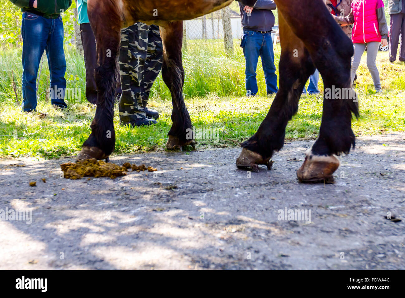 Legs of thoroughbred horse with horseshoe on asphalt, people are ...