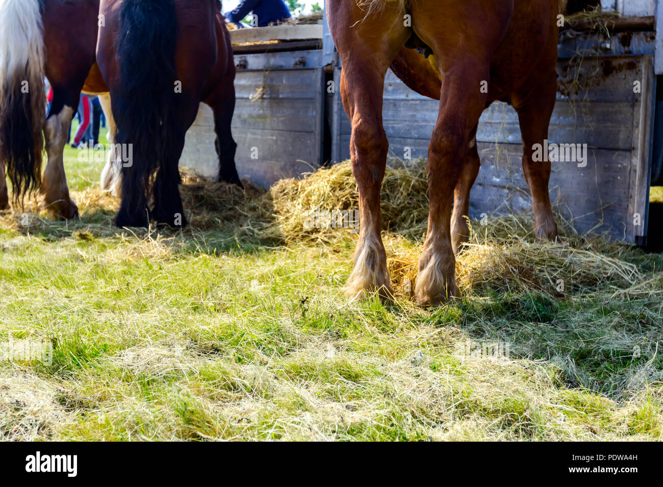 Legs tied together hi-res stock photography and images - Alamy
