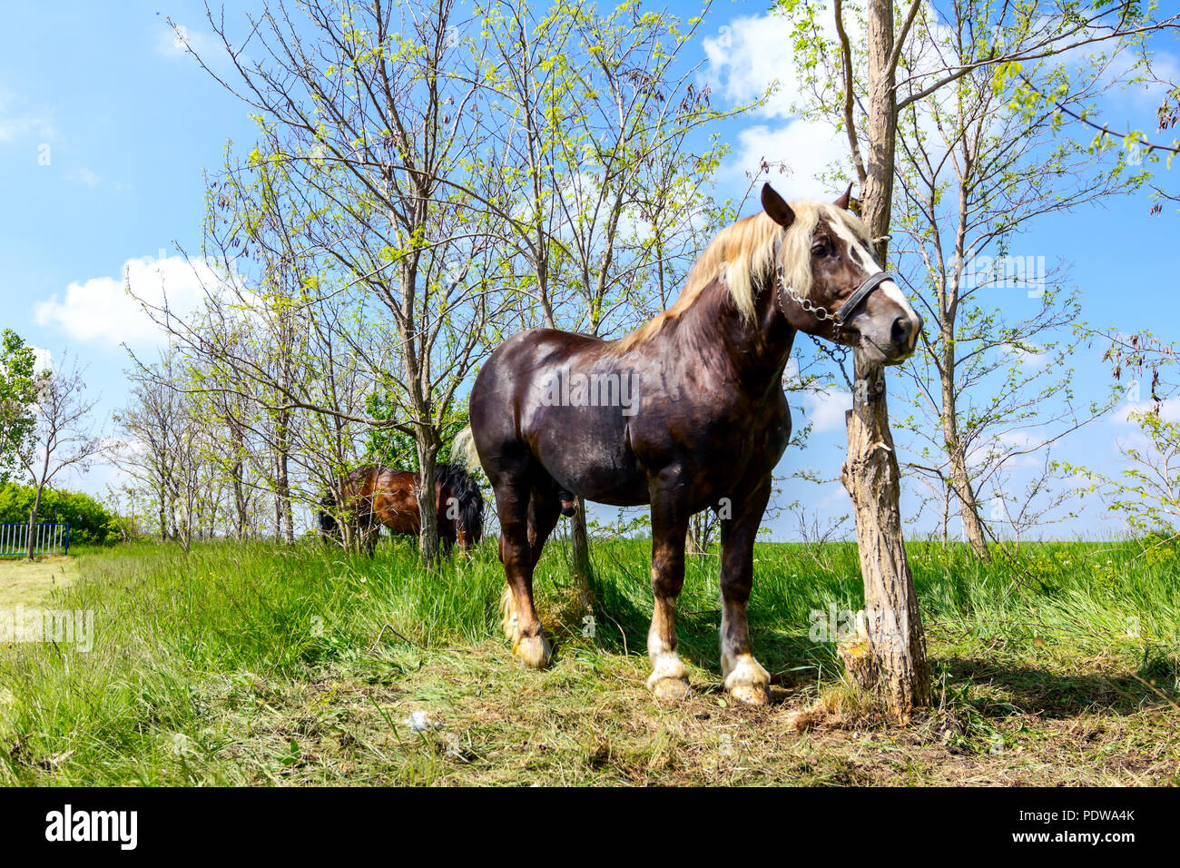 Colorful thoroughbred horse is tied to a tree with reins, harness Stock ...