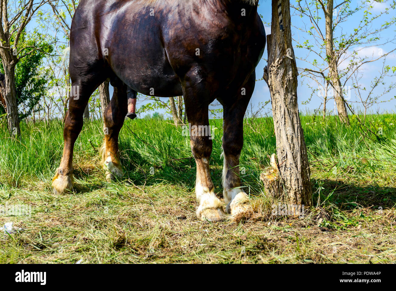 Colorful thoroughbred horse is tied to a tree with reins, harness Stock ...