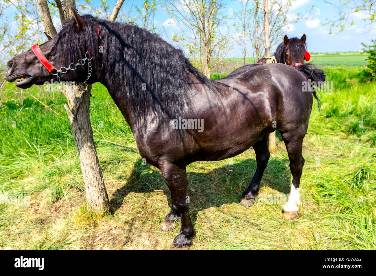 Colorful thoroughbred horse is tied to a tree with reins, harness Stock ...