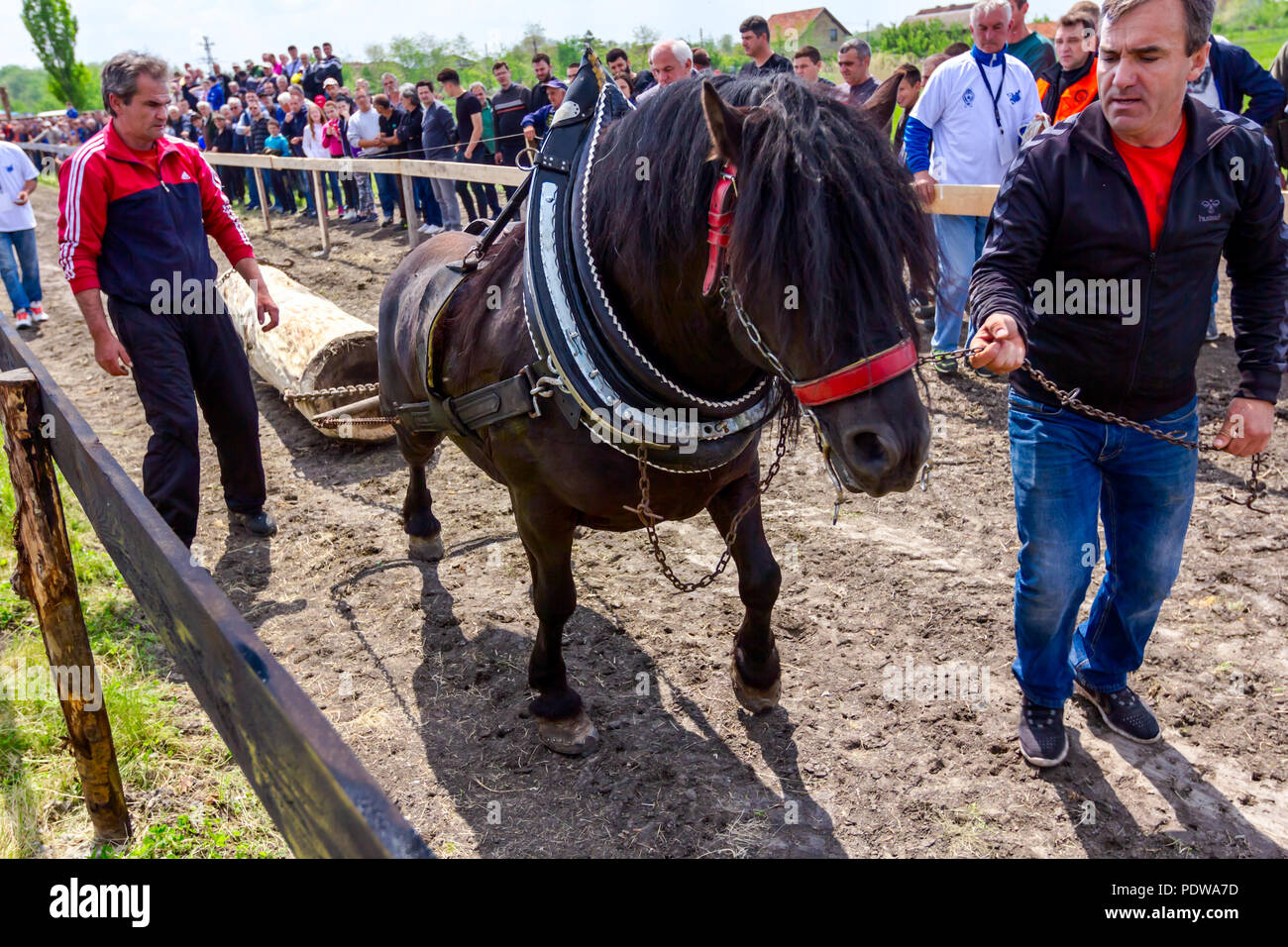 Horse pulling heavy load hi-res stock photography and images - Alamy