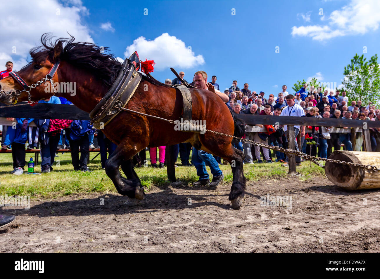 Horse pulling heavy load hi-res stock photography and images - Alamy