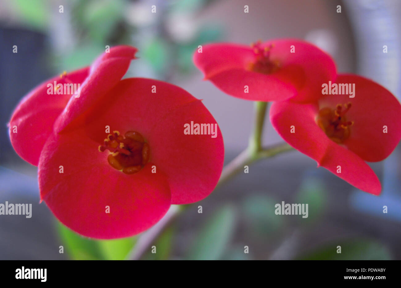 Euphorbia milli hi-res stock photography and images - Alamy