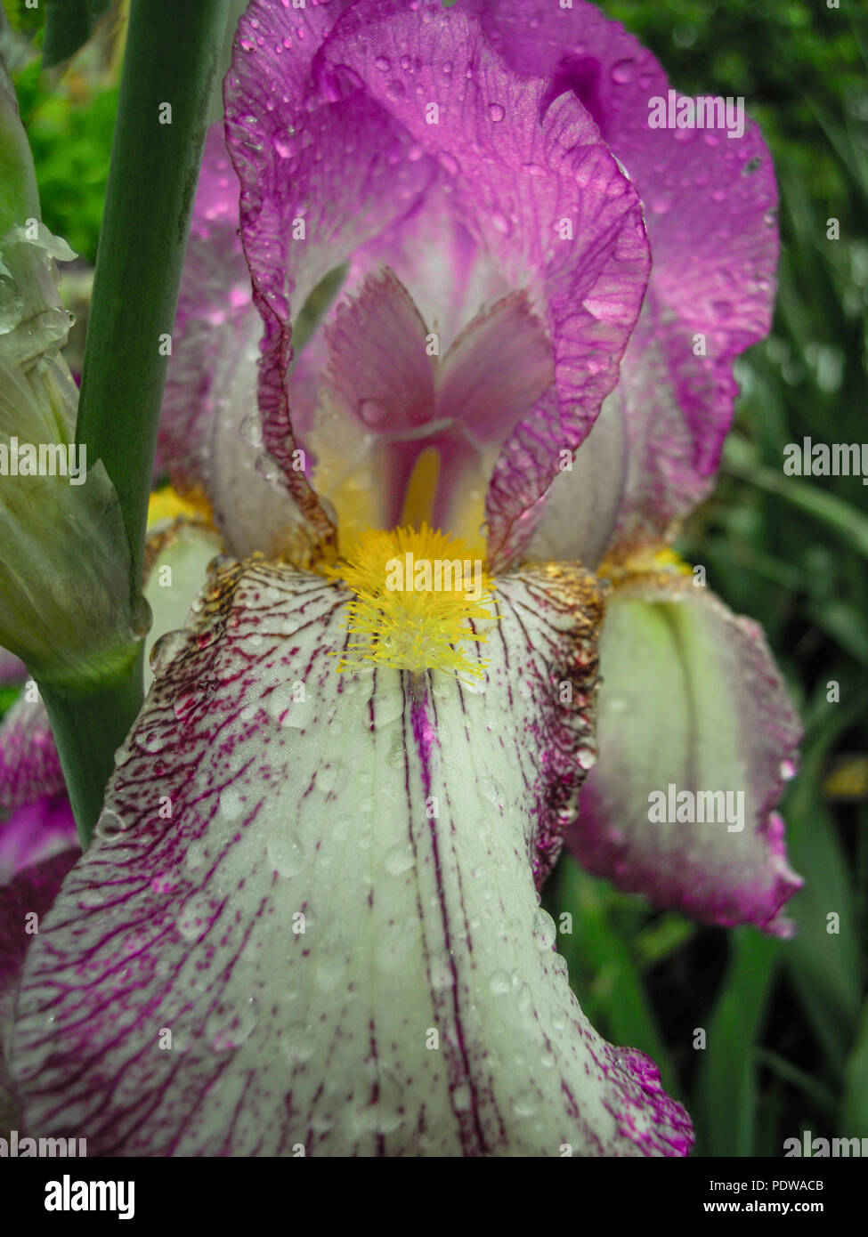 Greek flowers drawing hi-res stock photography and images - Alamy