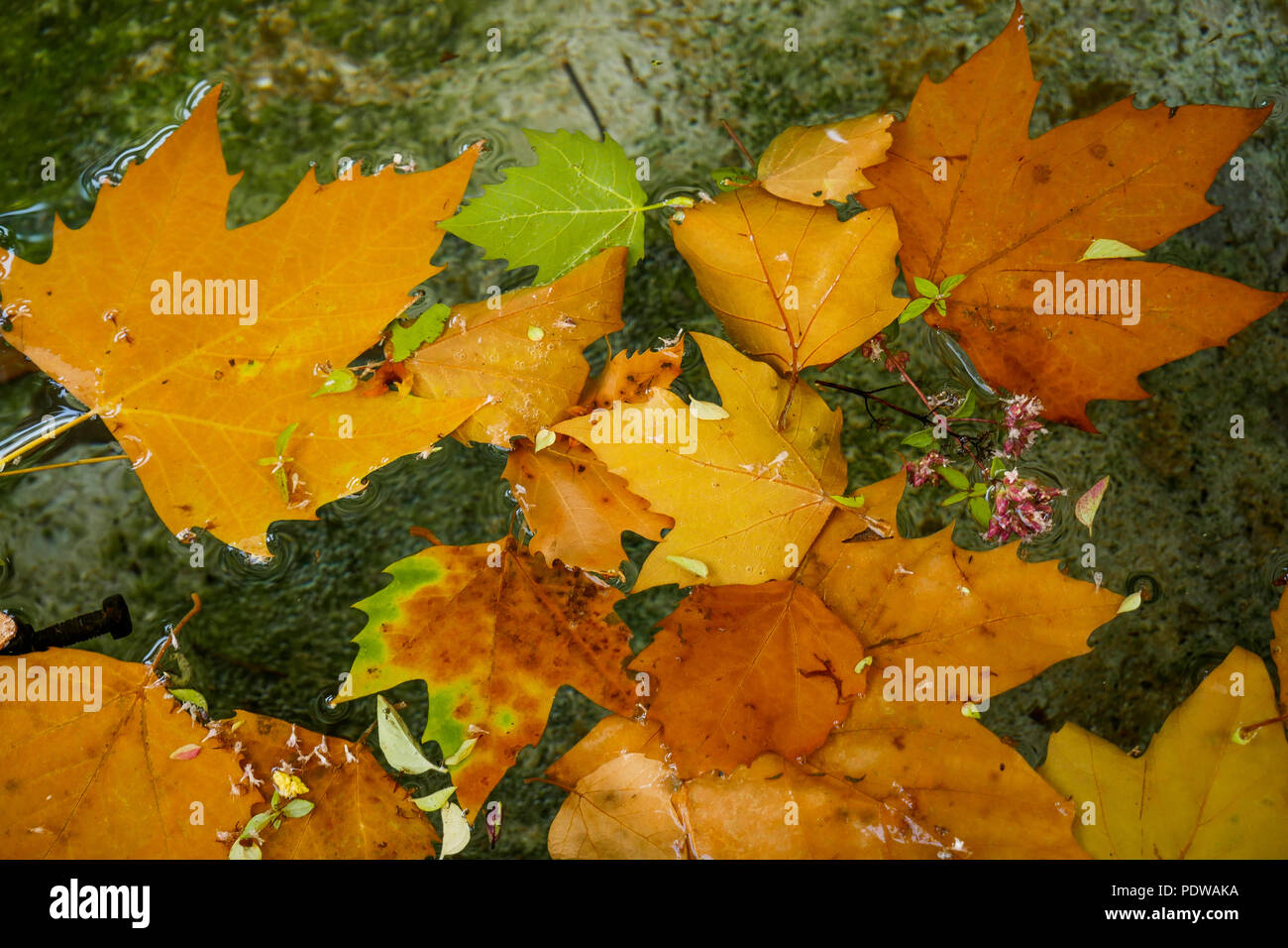 Trees leaves floating on the water in a fountain, Barjols, Var, France ...
