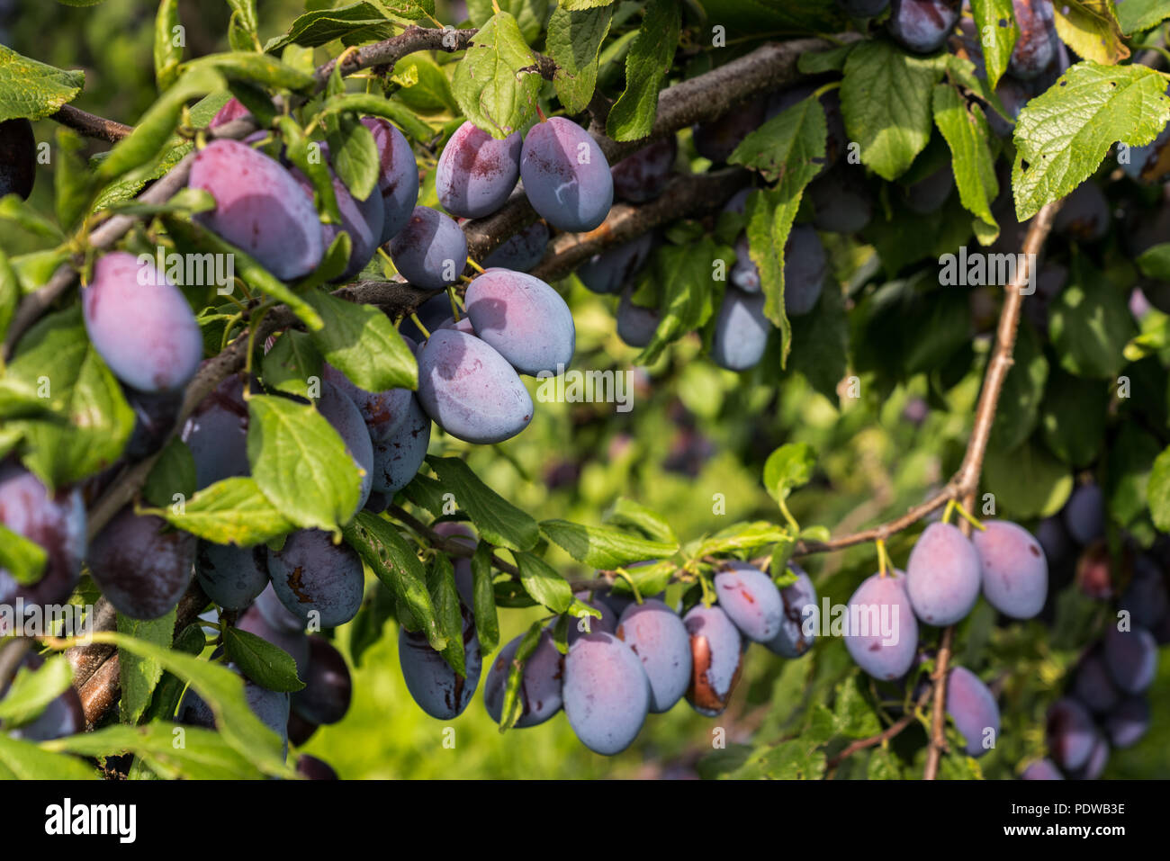 Trees that grow fast hi-res stock photography and images - Alamy