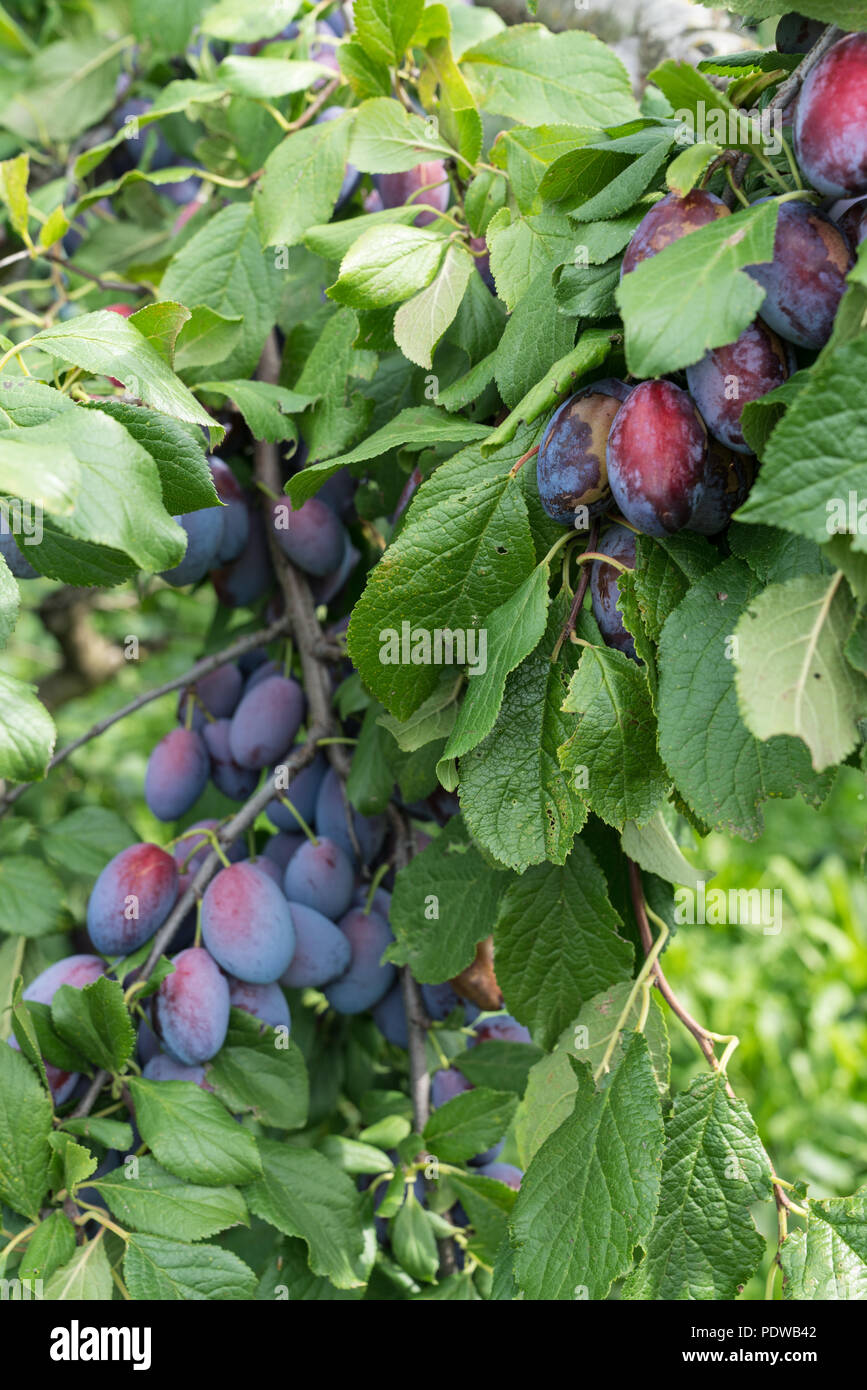 Plum trees plums fruits hi-res stock photography and images - Alamy