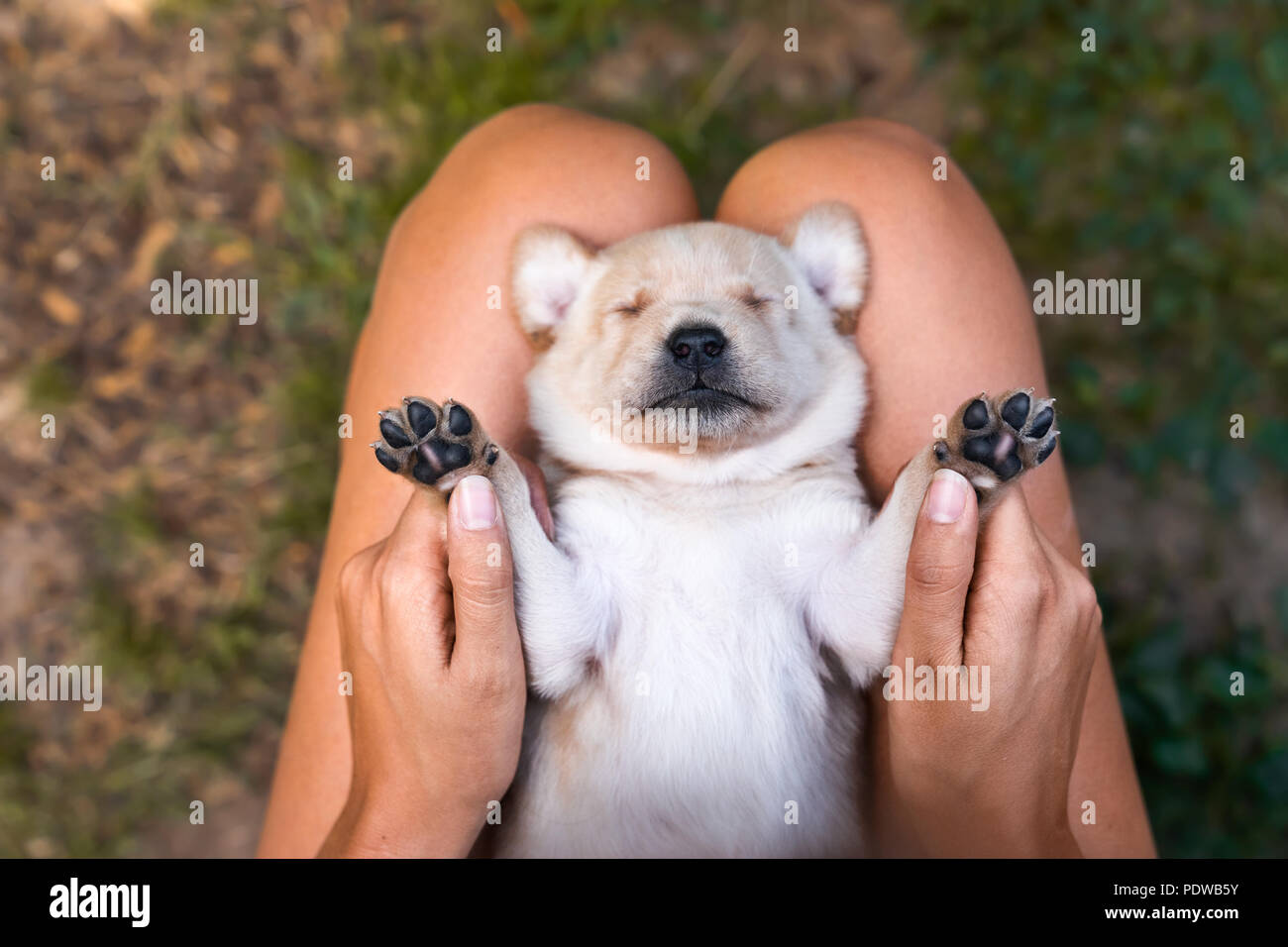 young cute labrador retriever dog puppy pet Stock Photo - Alamy