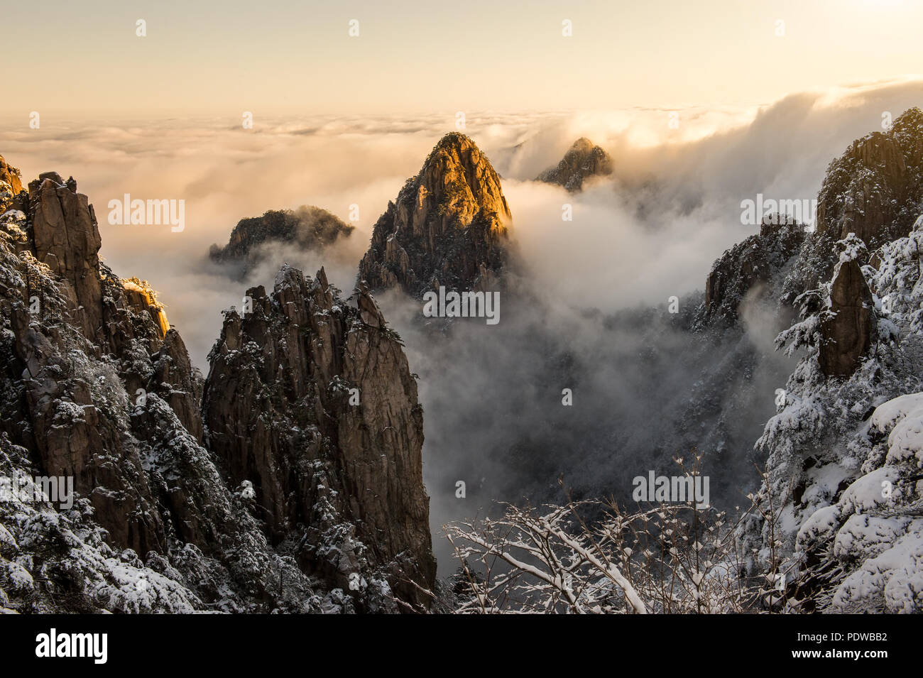Huangshan pine tree yellow mountain hi-res stock photography and images ...