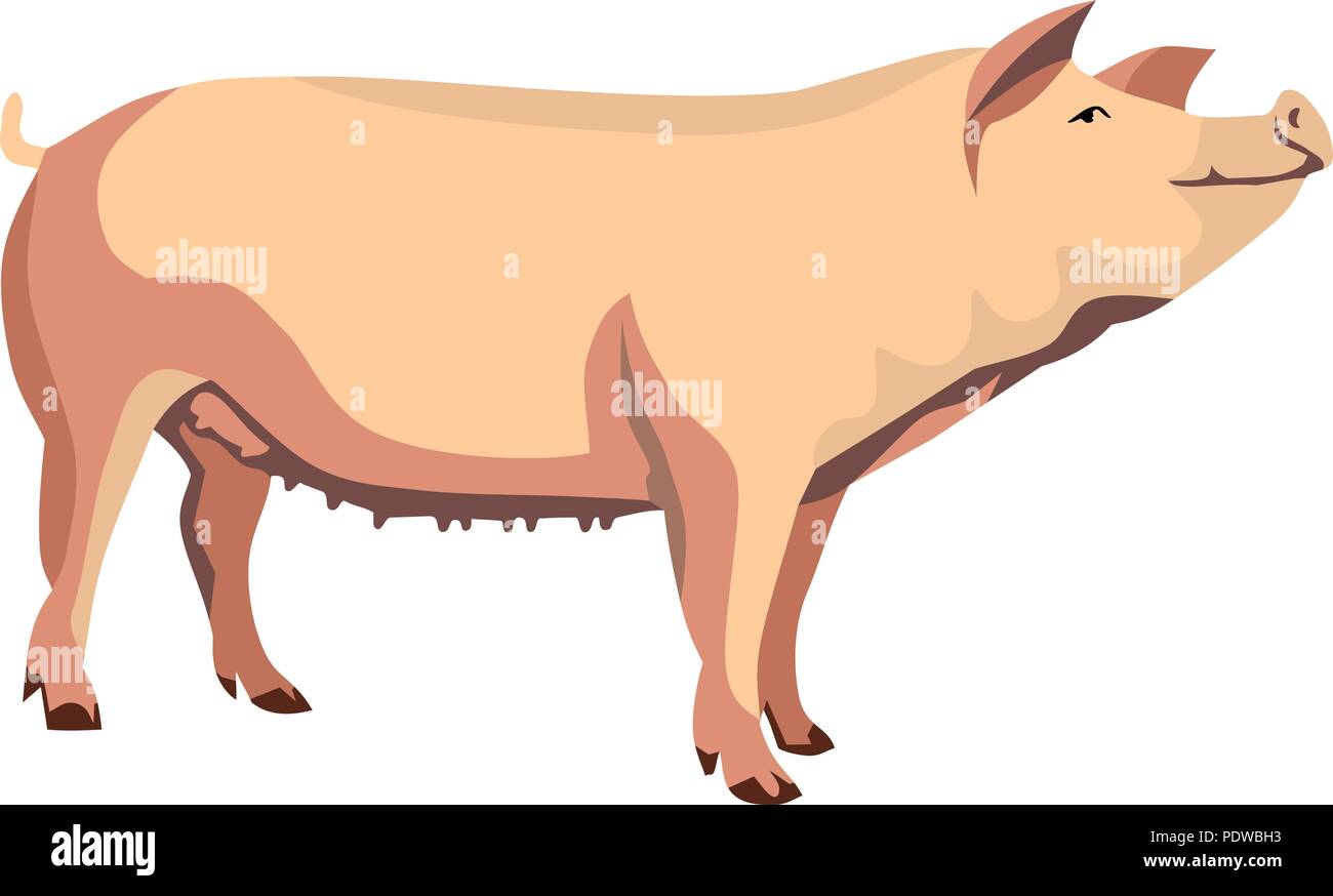 Pig Mammal Animal Vector Stock Vector Image & Art - Alamy