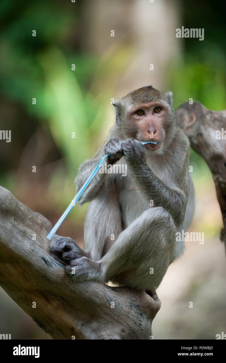 A monkey sit on the tree eating a straw Stock Photo - Alamy