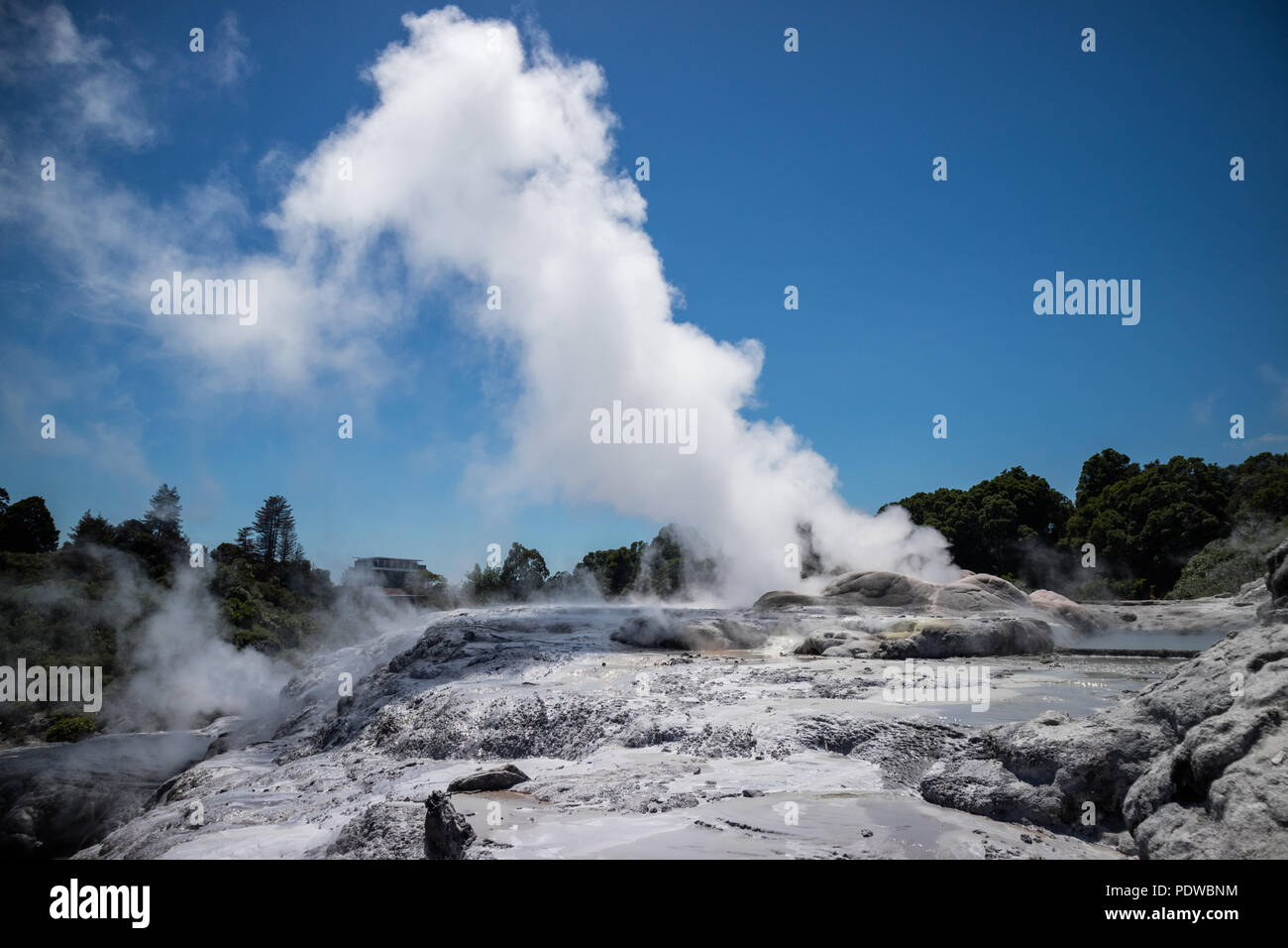 Pohutu geyser at Whakarewarewa, New Zealand Stock Photo - Alamy
