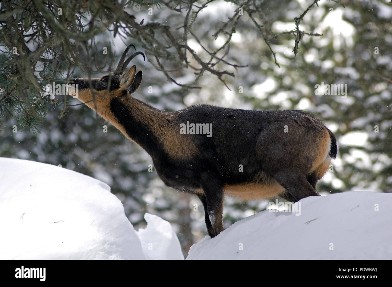 Pyrenean chamois - eating - Rupicapra pyrenaica - Pyrenean - France ...