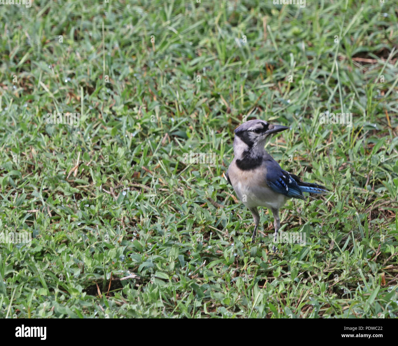 Large variety of calls hi-res stock photography and images - Alamy