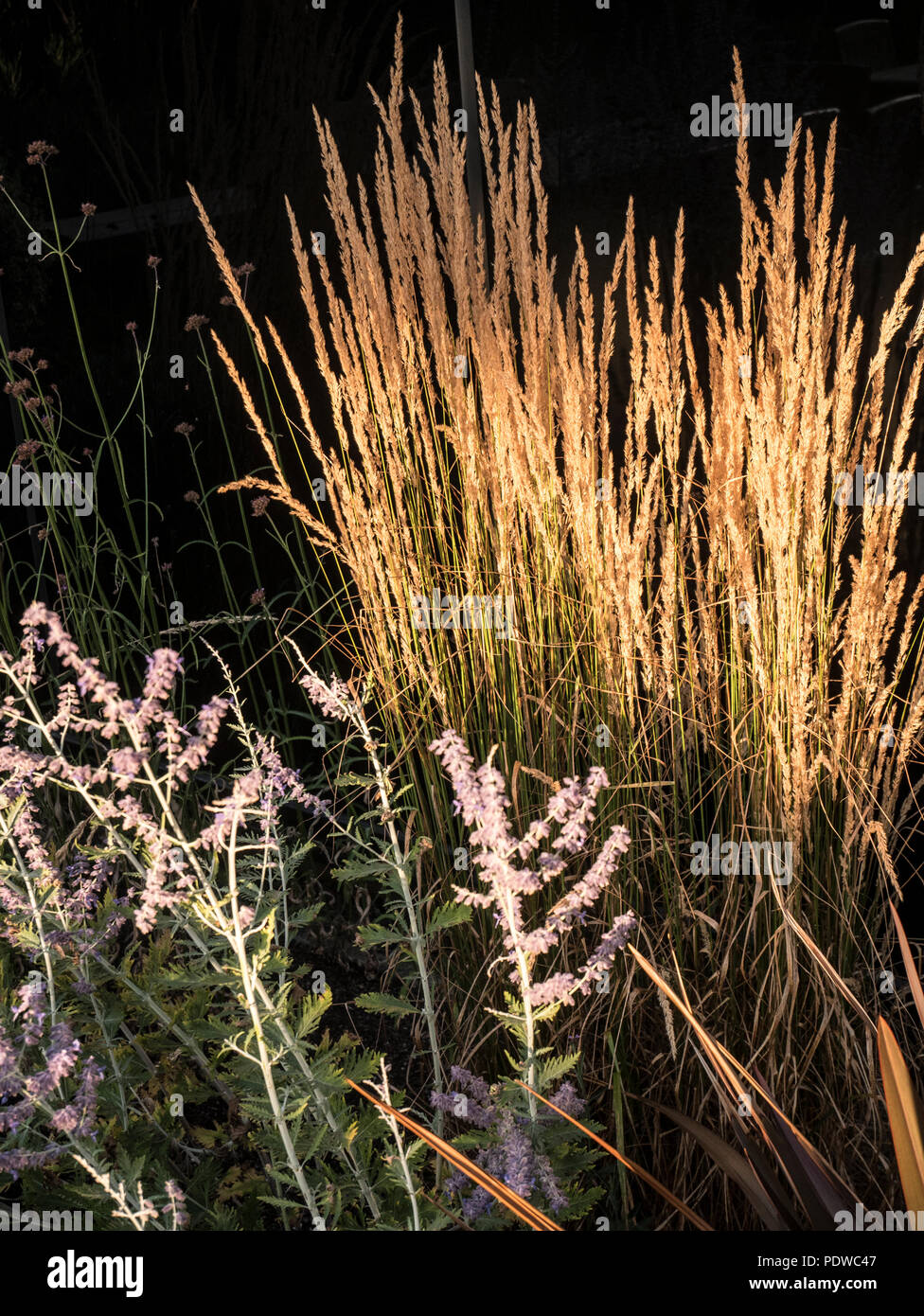 Architectural planting of grasses and drought resistant plants Stock ...
