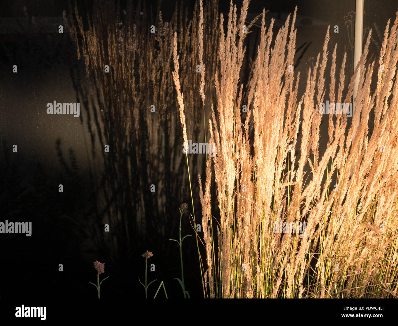 Architectural planting of grasses and drought resistant plants Stock ...