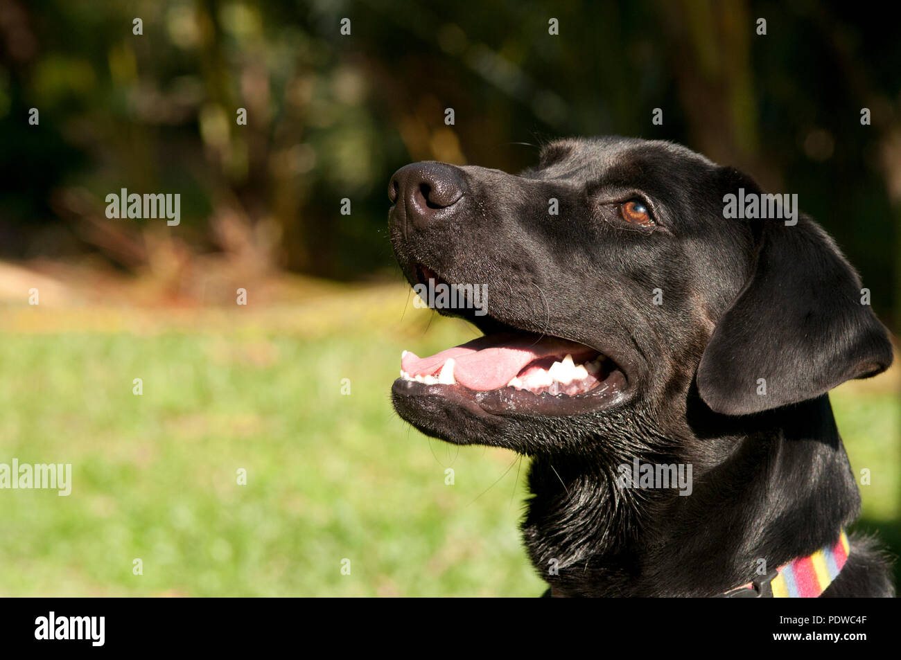 Chien labrador hi-res stock photography and images - Alamy