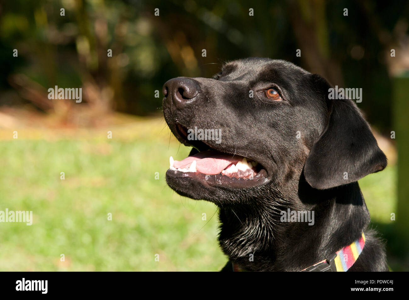 Chien labrador hi-res stock photography and images - Alamy