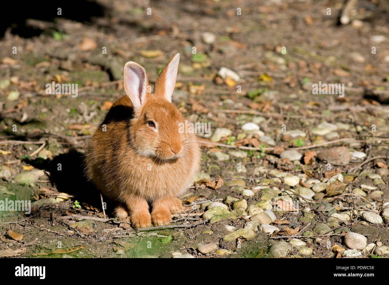 Petit Lapin High Resolution Stock Photography and Images - Alamy