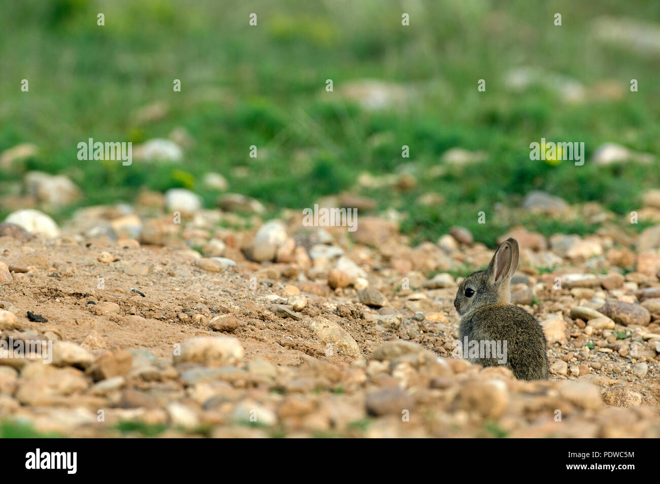 European rabbit - young - Oryctolagus cuninculus Lapin de garenne ...