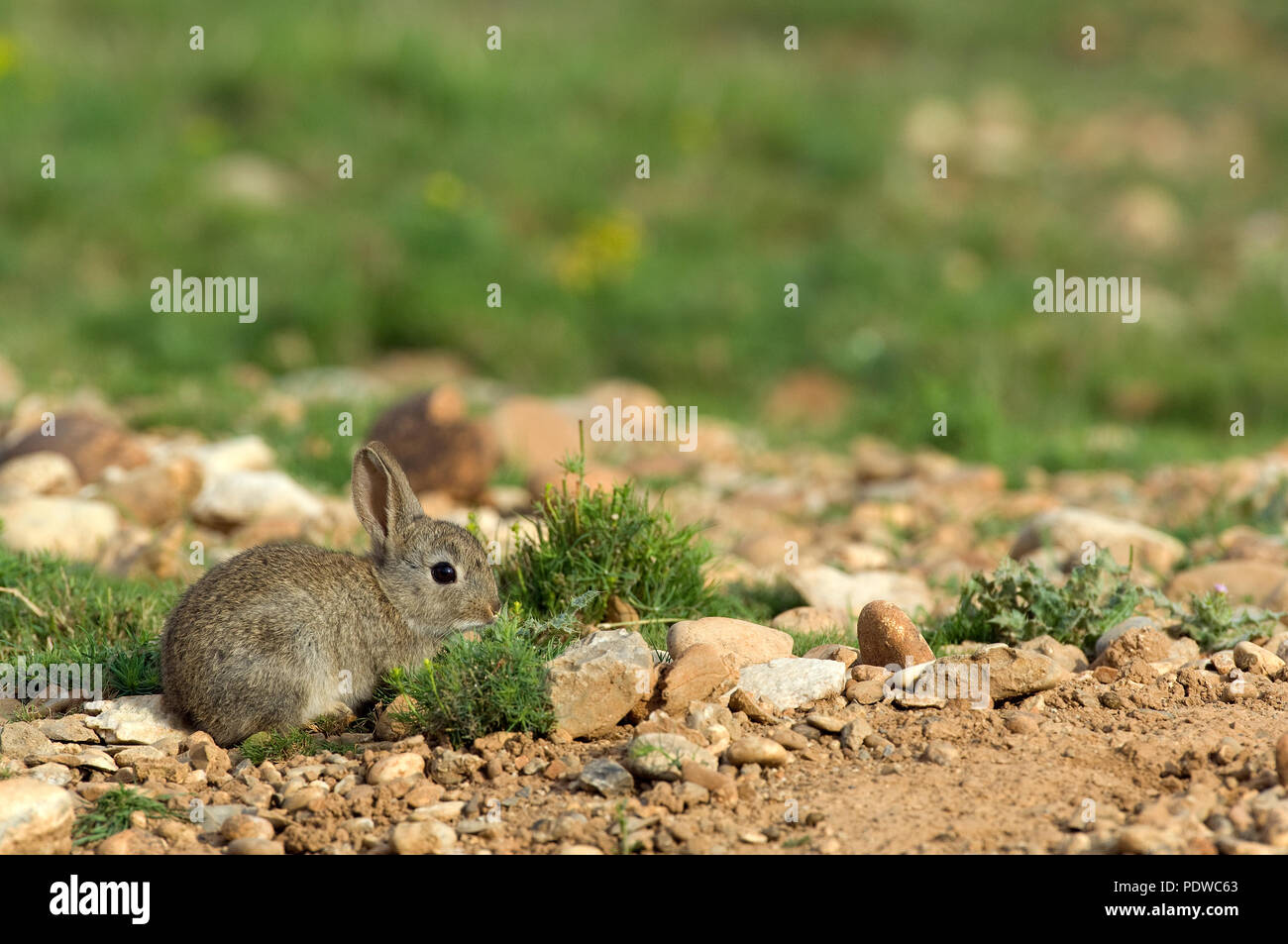 European rabbit - young - Oryctolagus cuninculus Lapin de garenne ...