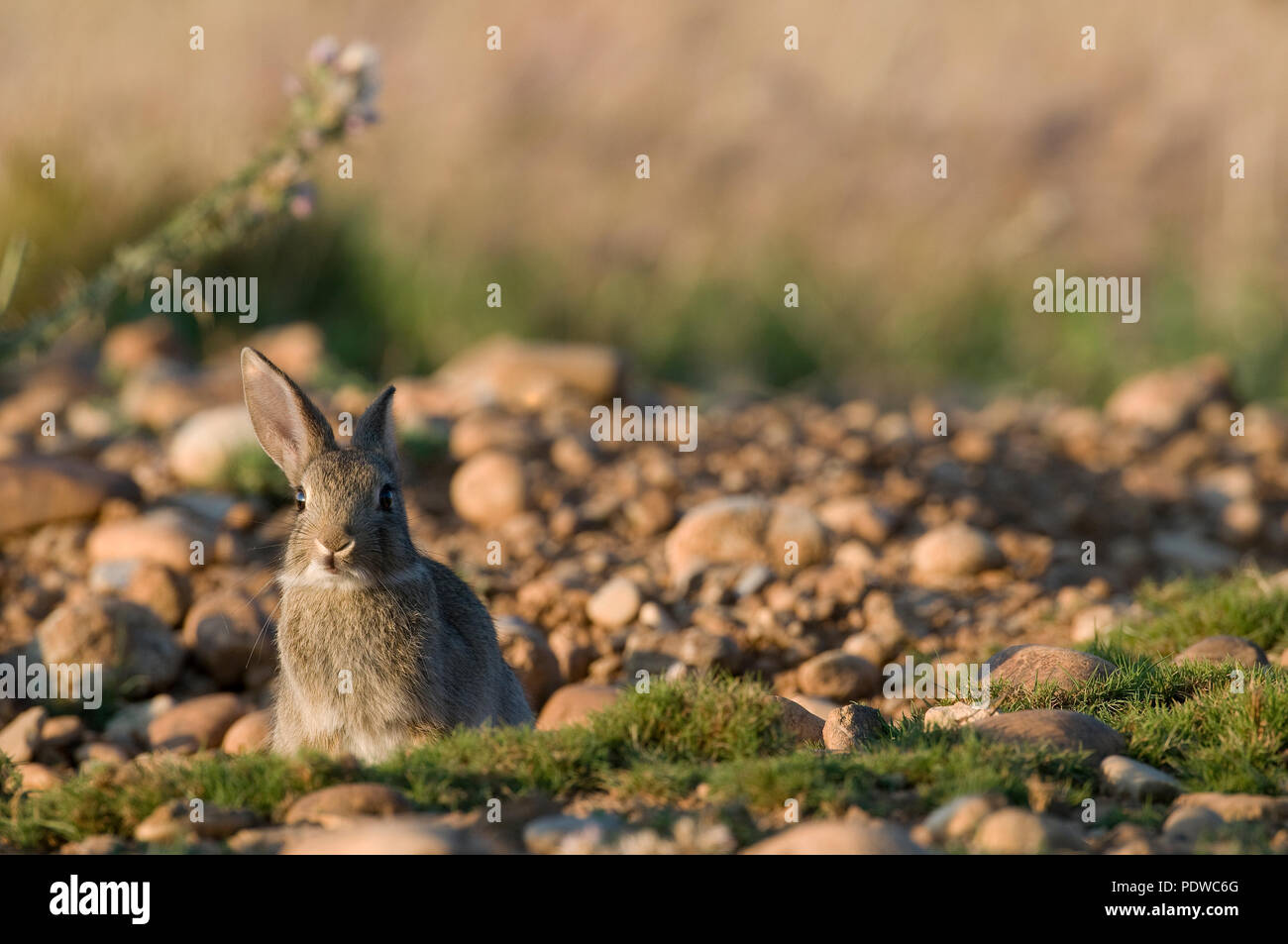 European rabbit - young - Oryctolagus cuninculus Lapin de garenne ...