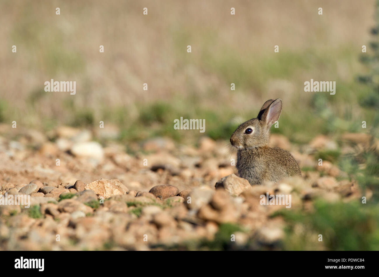 European rabbit - young - Oryctolagus cuninculus Lapin de garenne ...