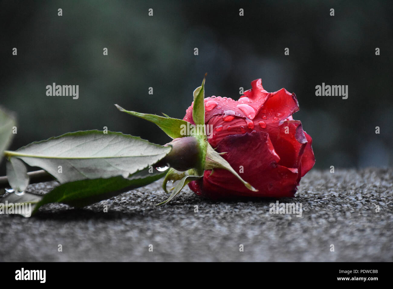 Fresh crimson red rose petals hi-res stock photography and images - Alamy