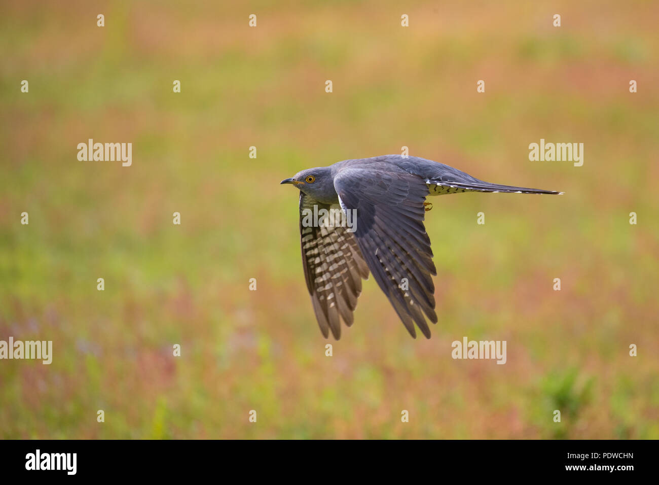 Cuckoo Flying Stock Photos & Cuckoo Flying Stock Images - Alamy