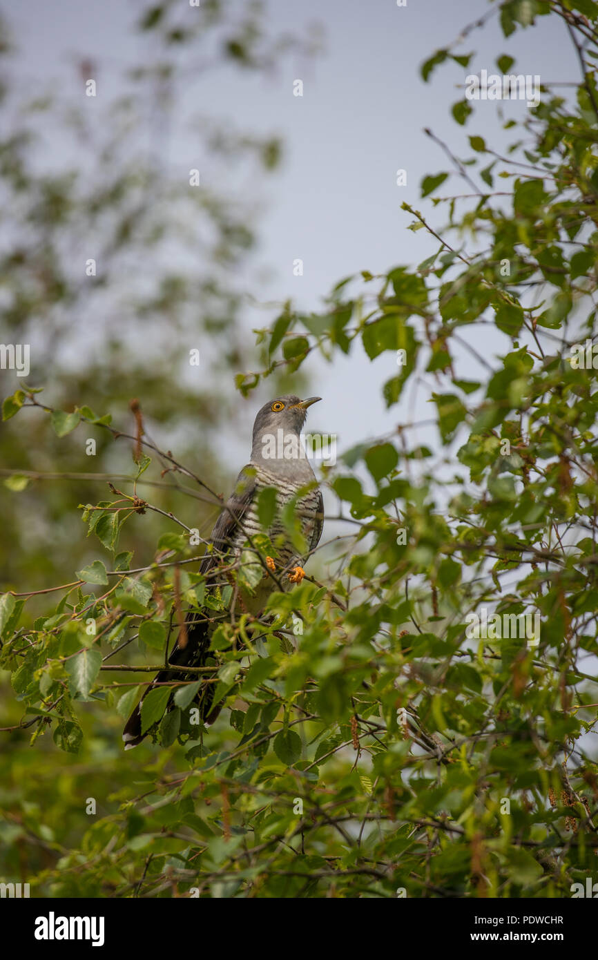 Cuckoo sky hi-res stock photography and images - Alamy