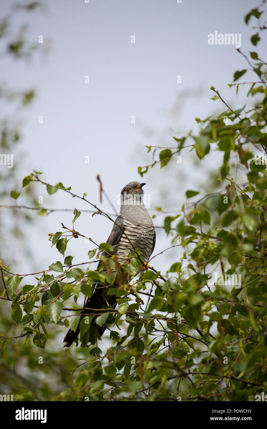 Cuckoo sky hi-res stock photography and images - Alamy