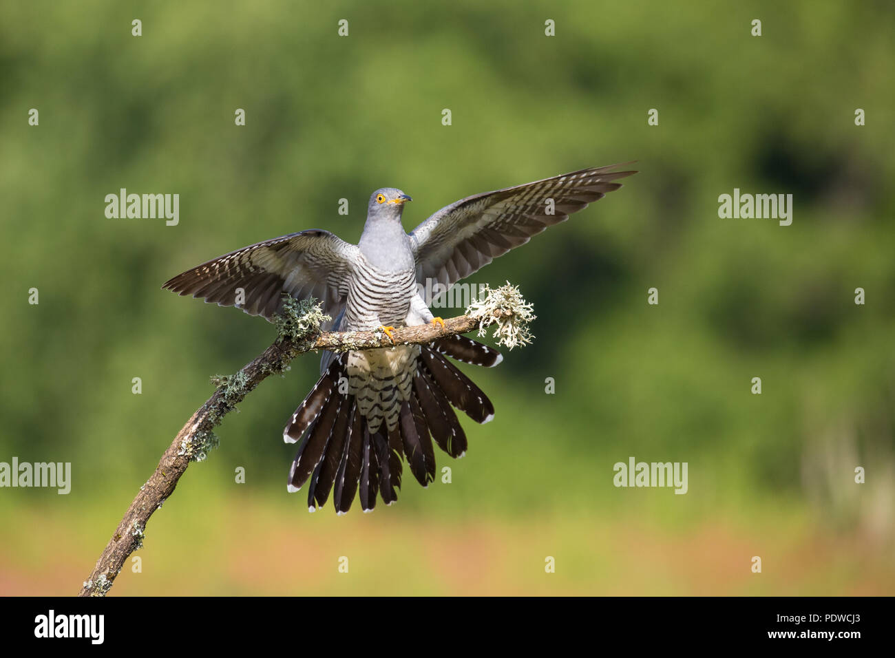 Male cuckoo coming in to land Stock Photo - Alamy