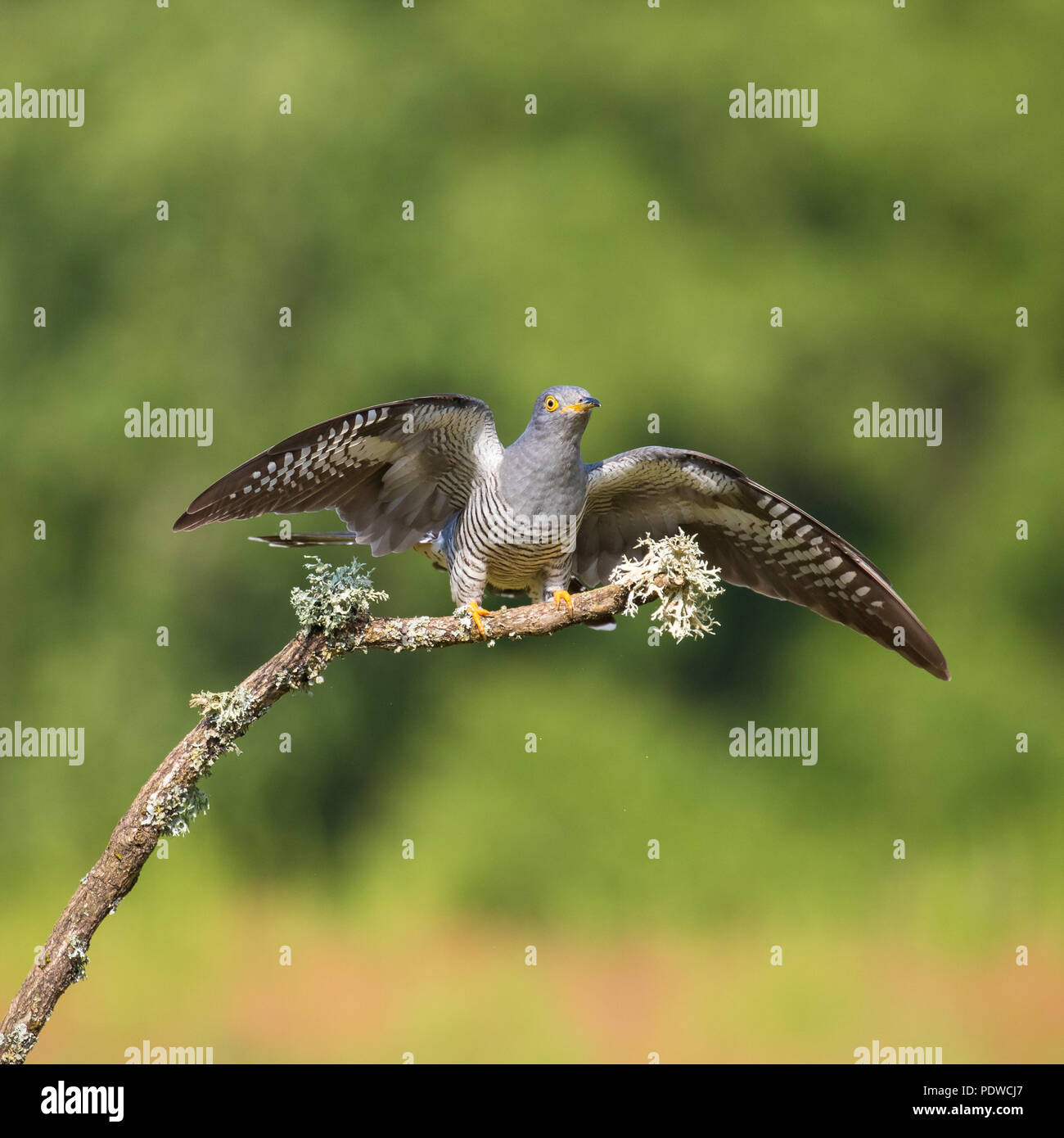 Male cuckoo coming in to land Stock Photo - Alamy