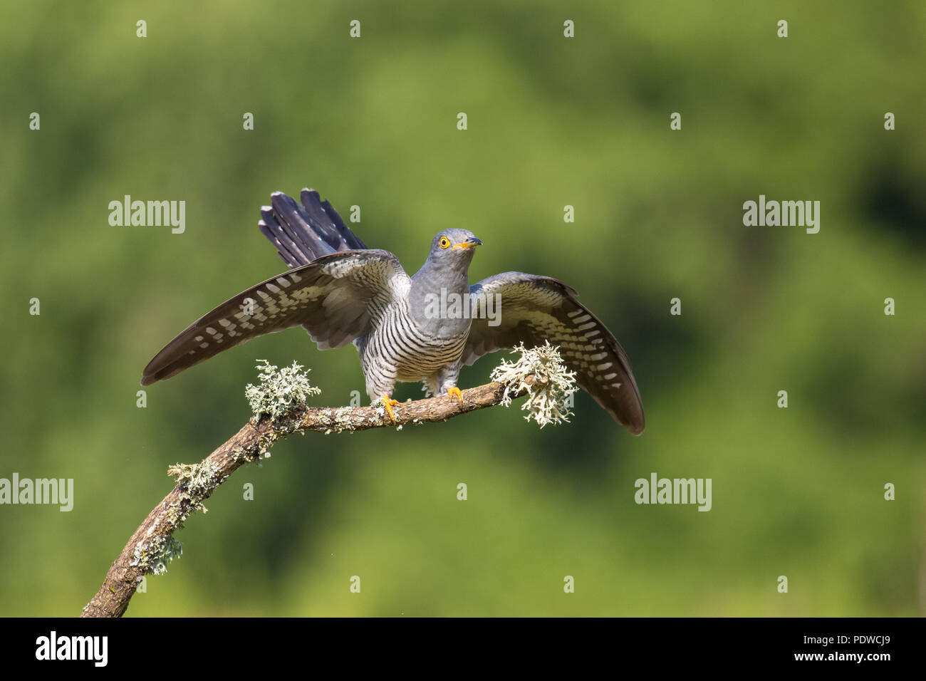 Male cuckoo coming in to land Stock Photo - Alamy