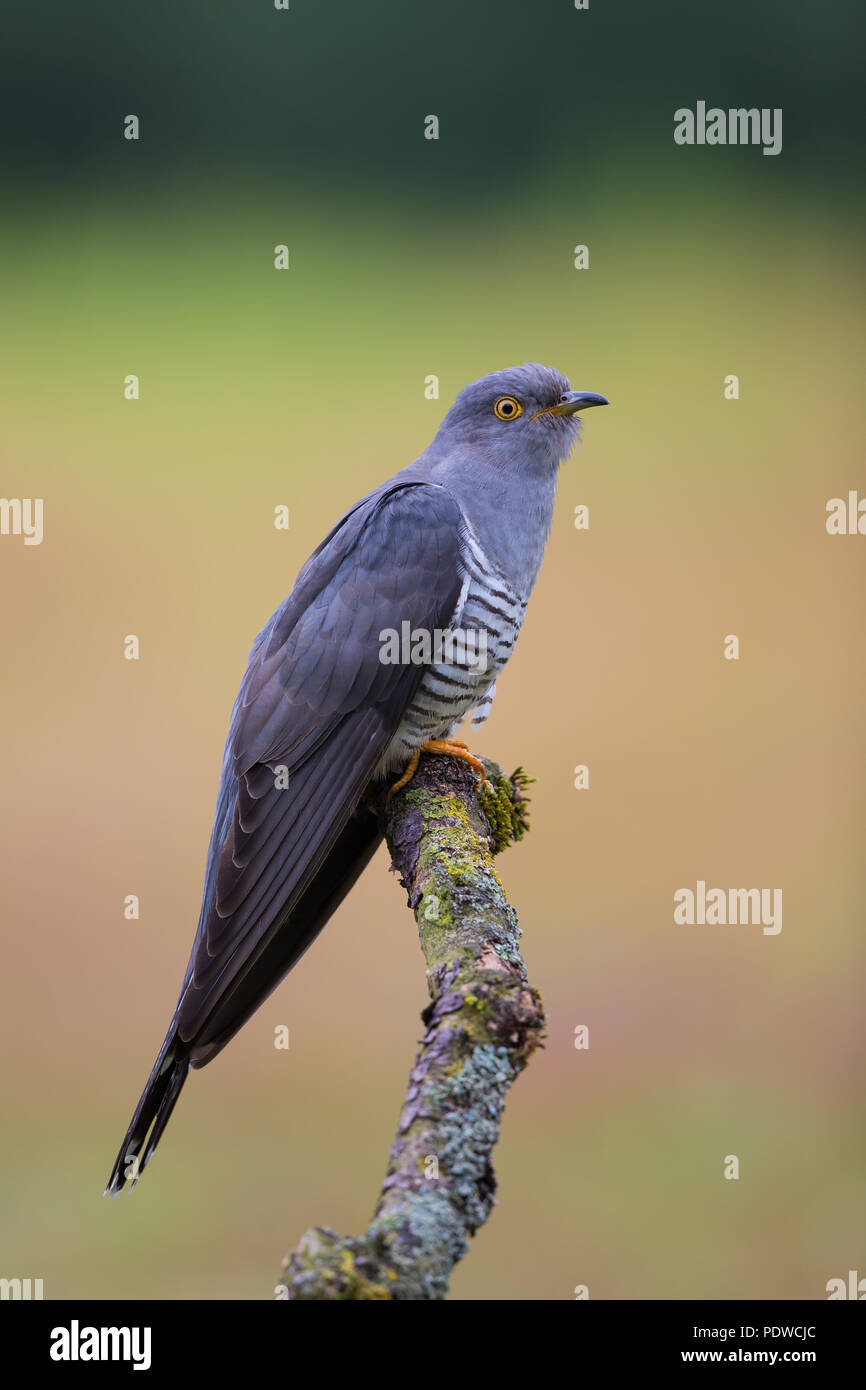 Cuckoo hi-res stock photography and images - Alamy