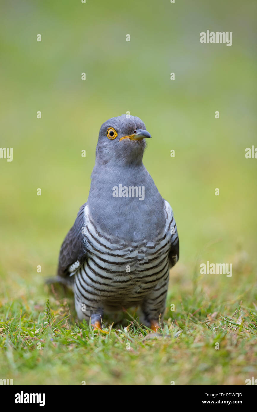 Cuckoo High Resolution Stock Photography and Images - Alamy