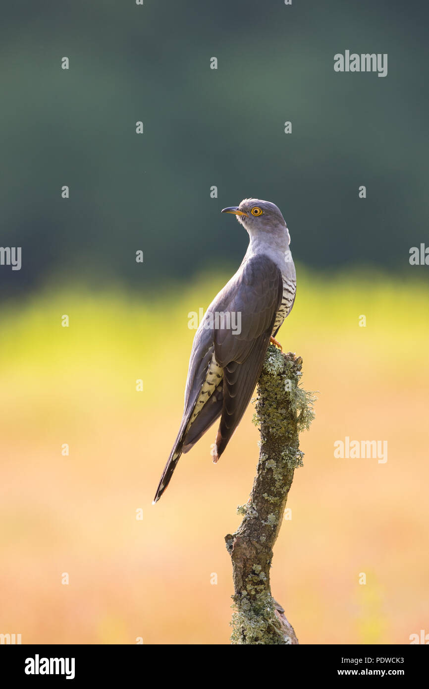 Cuckoo hi-res stock photography and images - Alamy