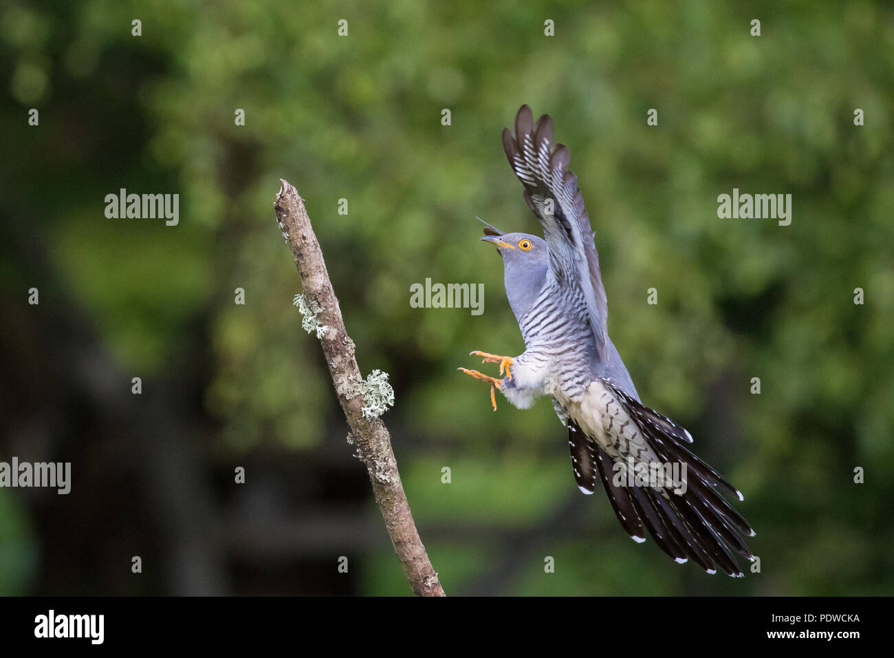 Male cuckoo coming in to land Stock Photo - Alamy